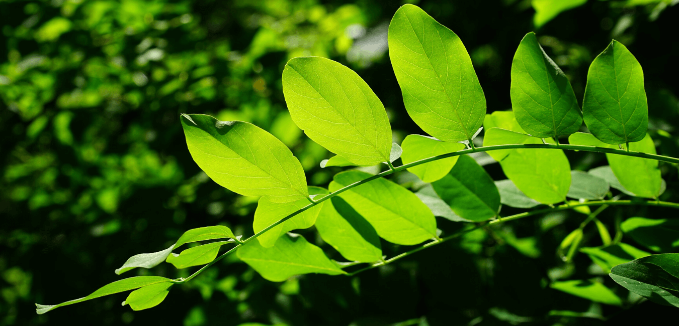 Choisir une plante dépolluante pour chez soi