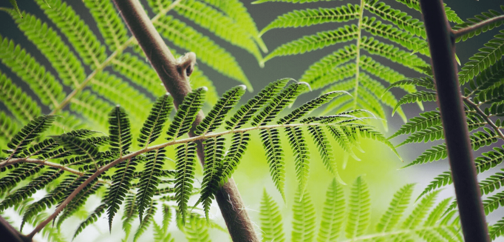 Choisir une plante dépolluante pour chez soi